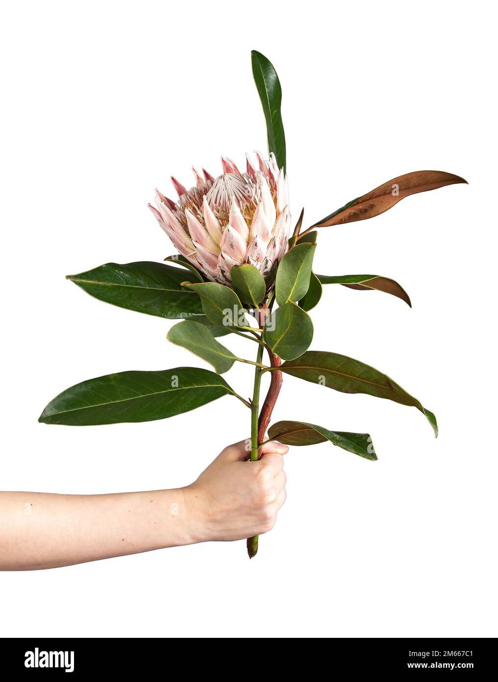 Hand holding protea flower, leaf. Giving single floral plant on thick ...