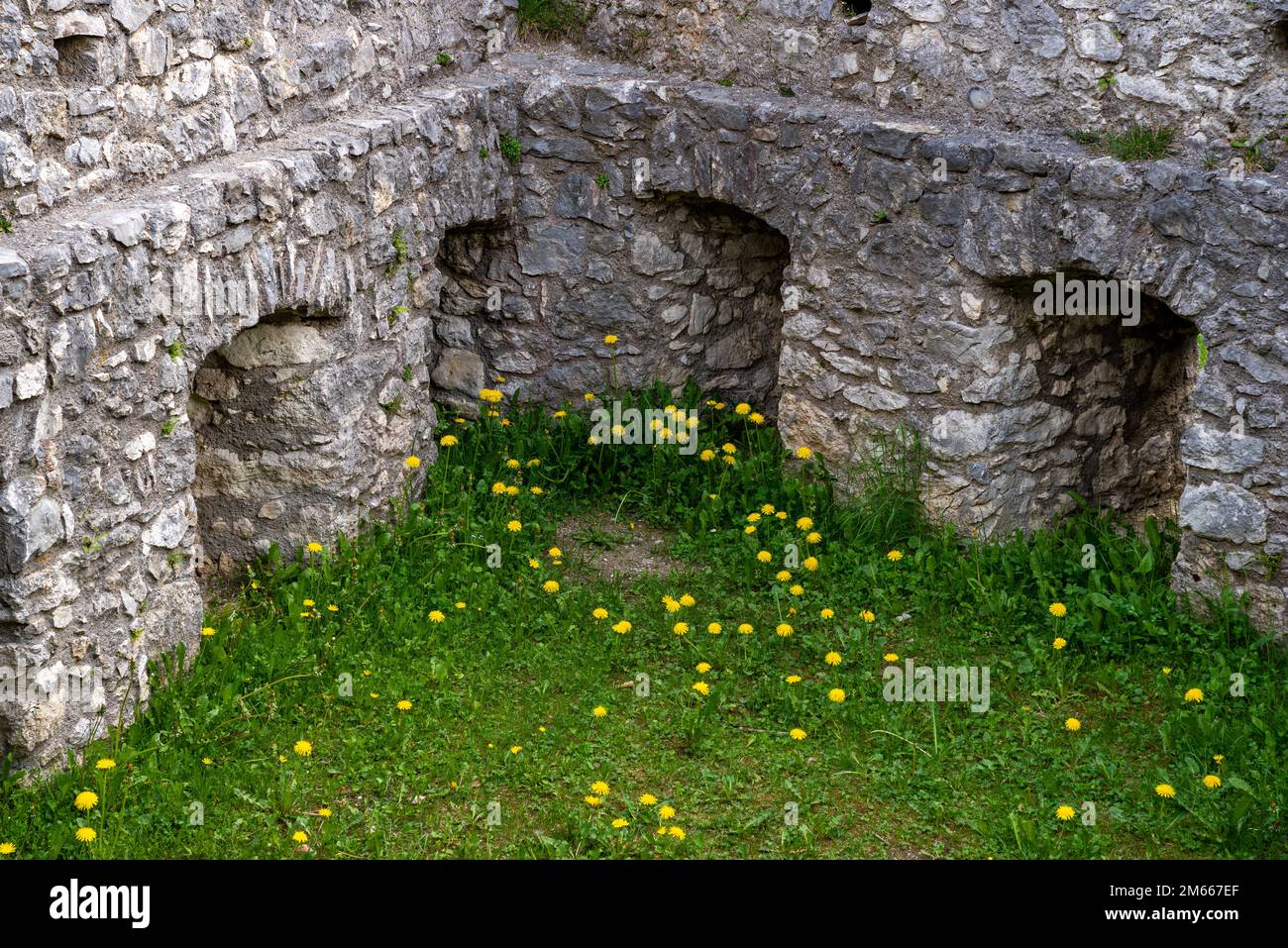Lush green meadow with flowering dandelions between old natural stone ...