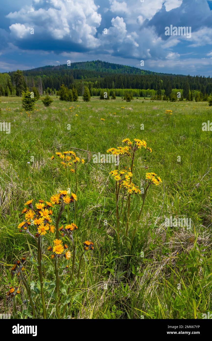 Typical spring landscape near Stozec, Nation park Sumava, Czech ...