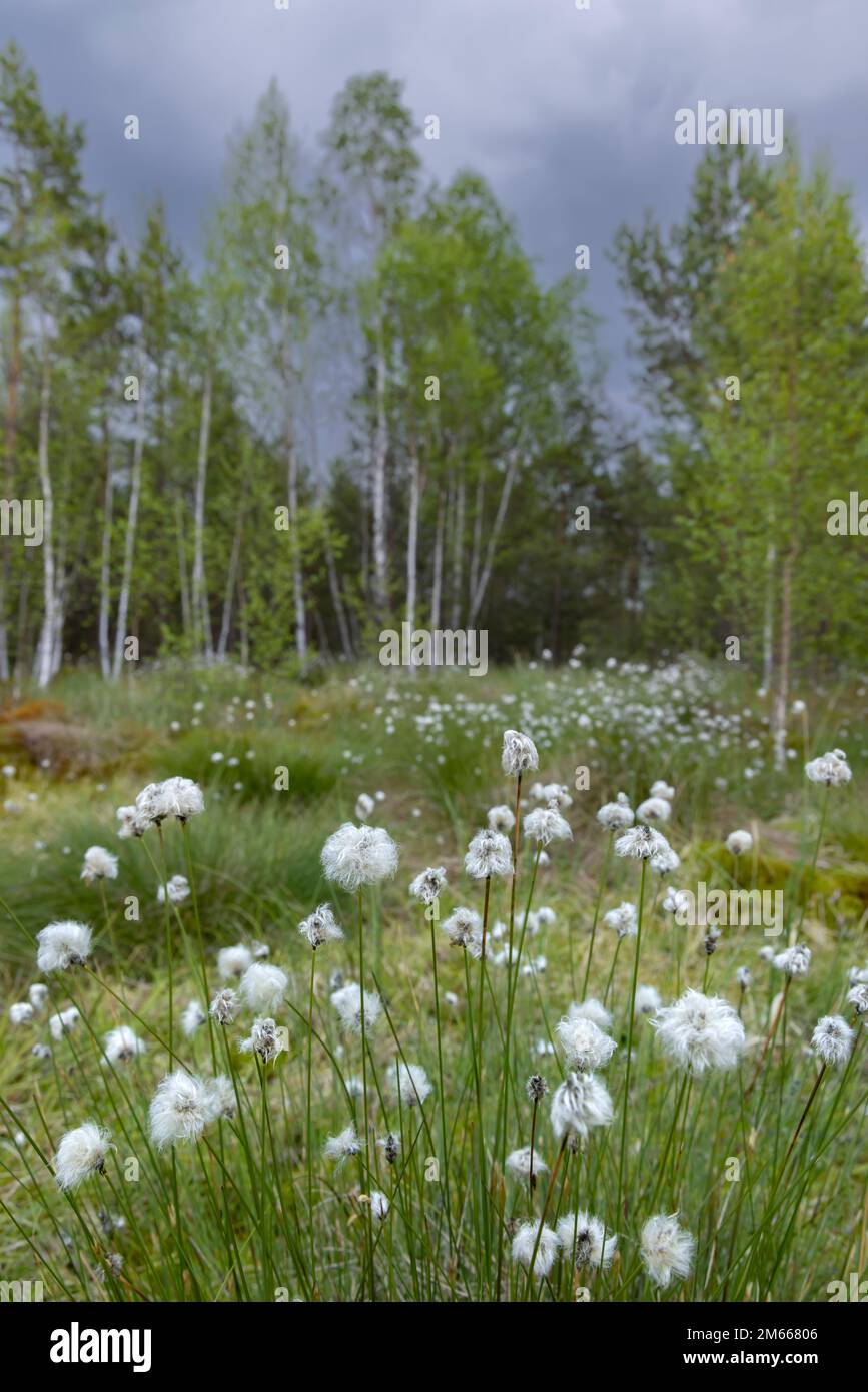 dry powder near Soumarsky most (Soumarske raseliniste), Nation park ...