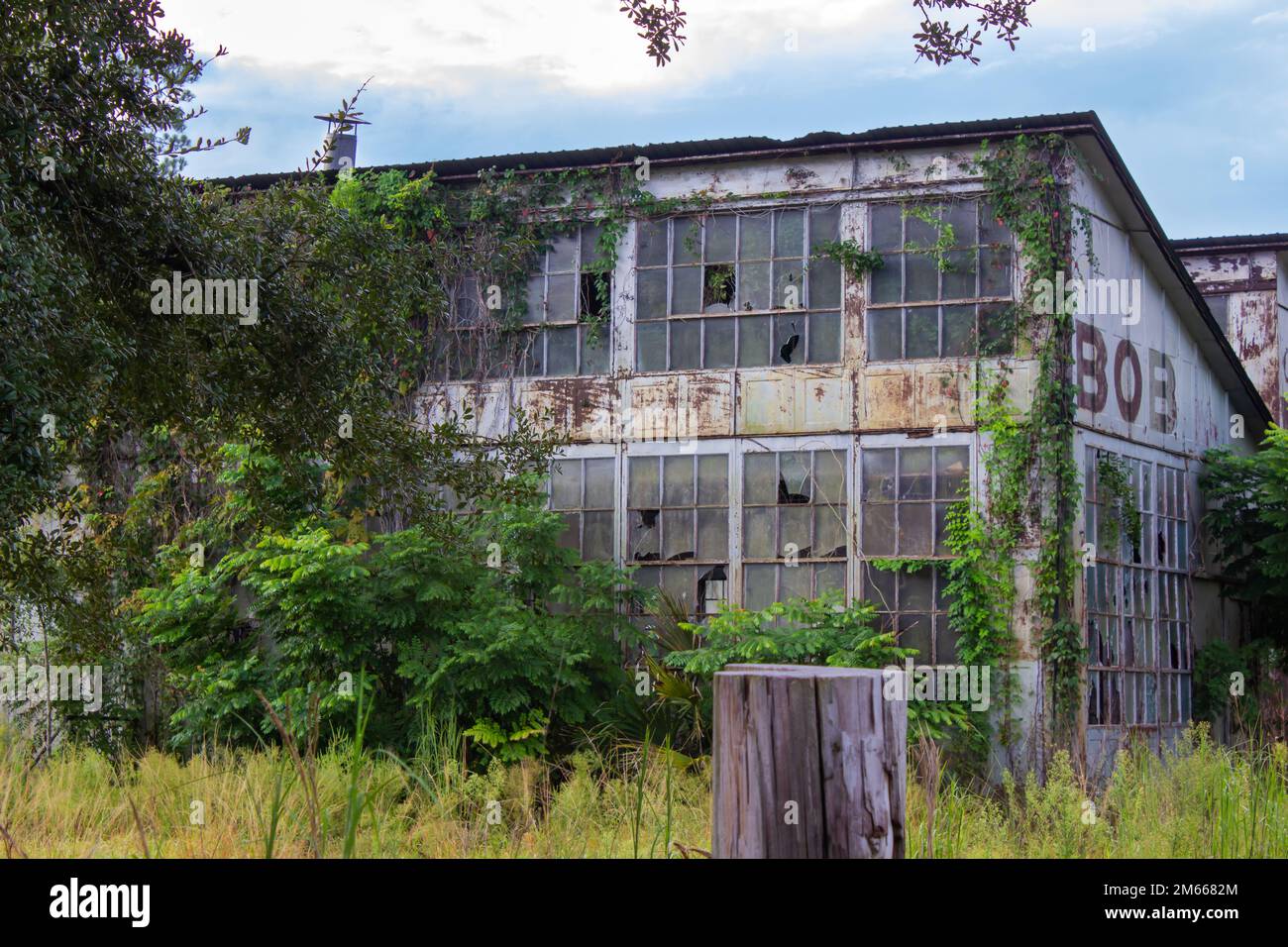Abandoned and run down orange factory covered in vines and foliage in ...