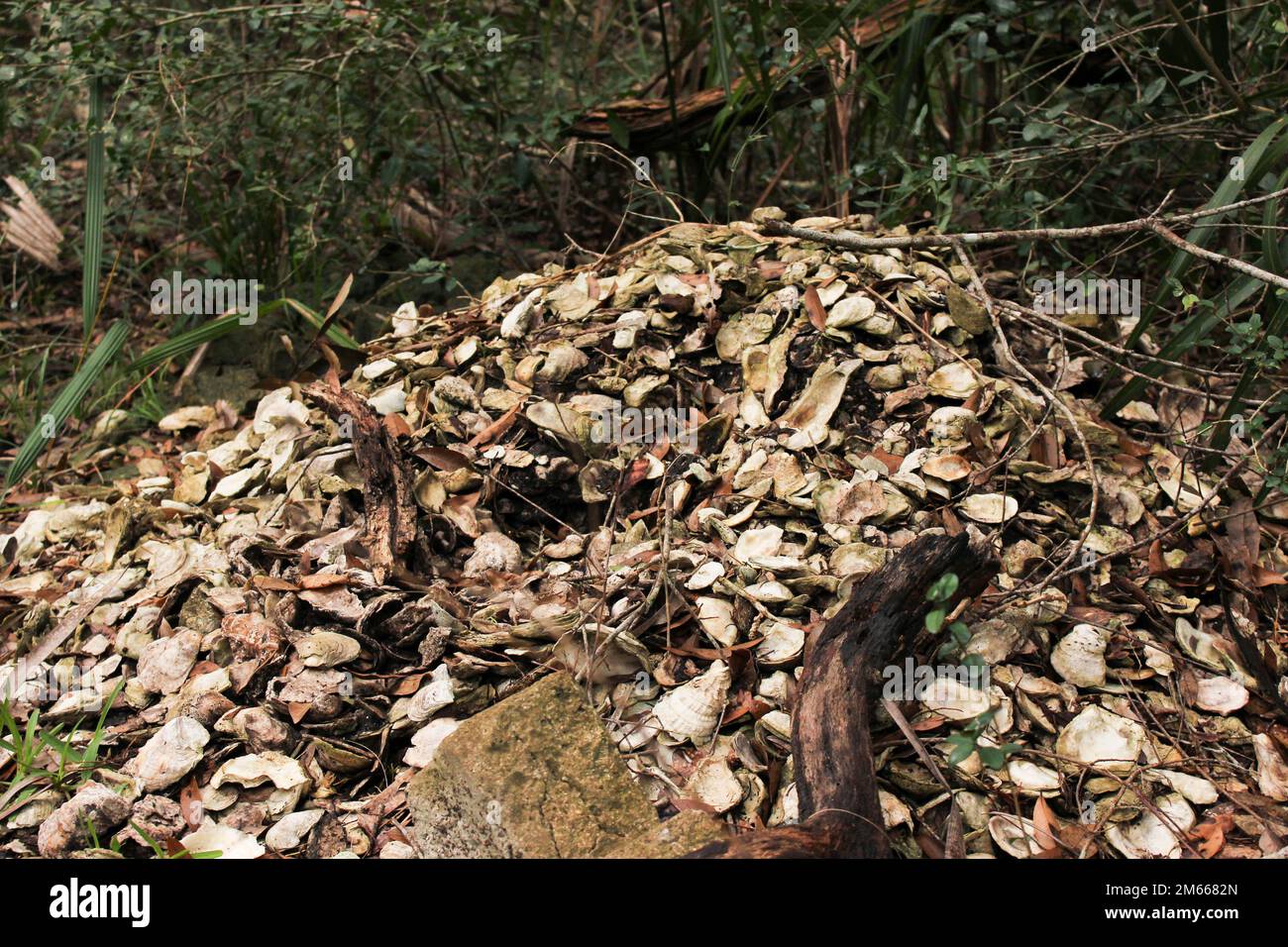 Indian midden shell mound piled high in the woods of Florida Stock ...