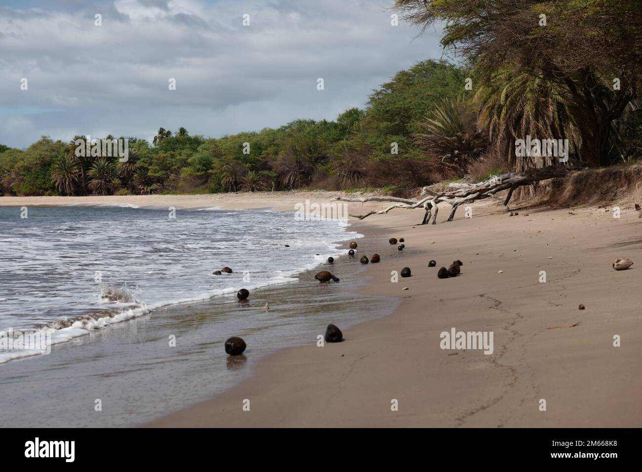 Coconuts on Pakala Beach near Waimea on Kauai Stock Photo - Alamy