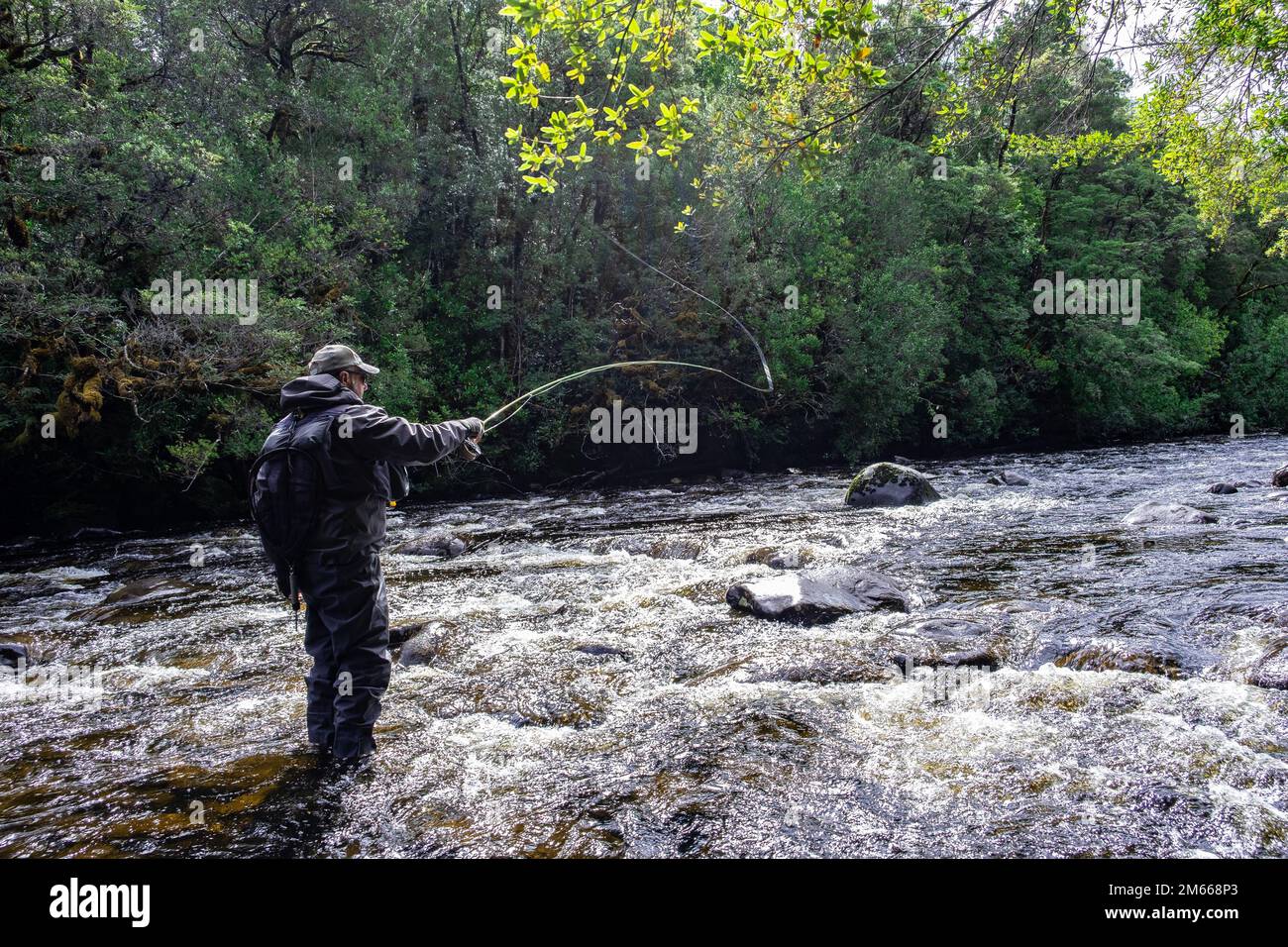 Fly fishing a remote forested river in Tasmania’s wilderness Stock ...