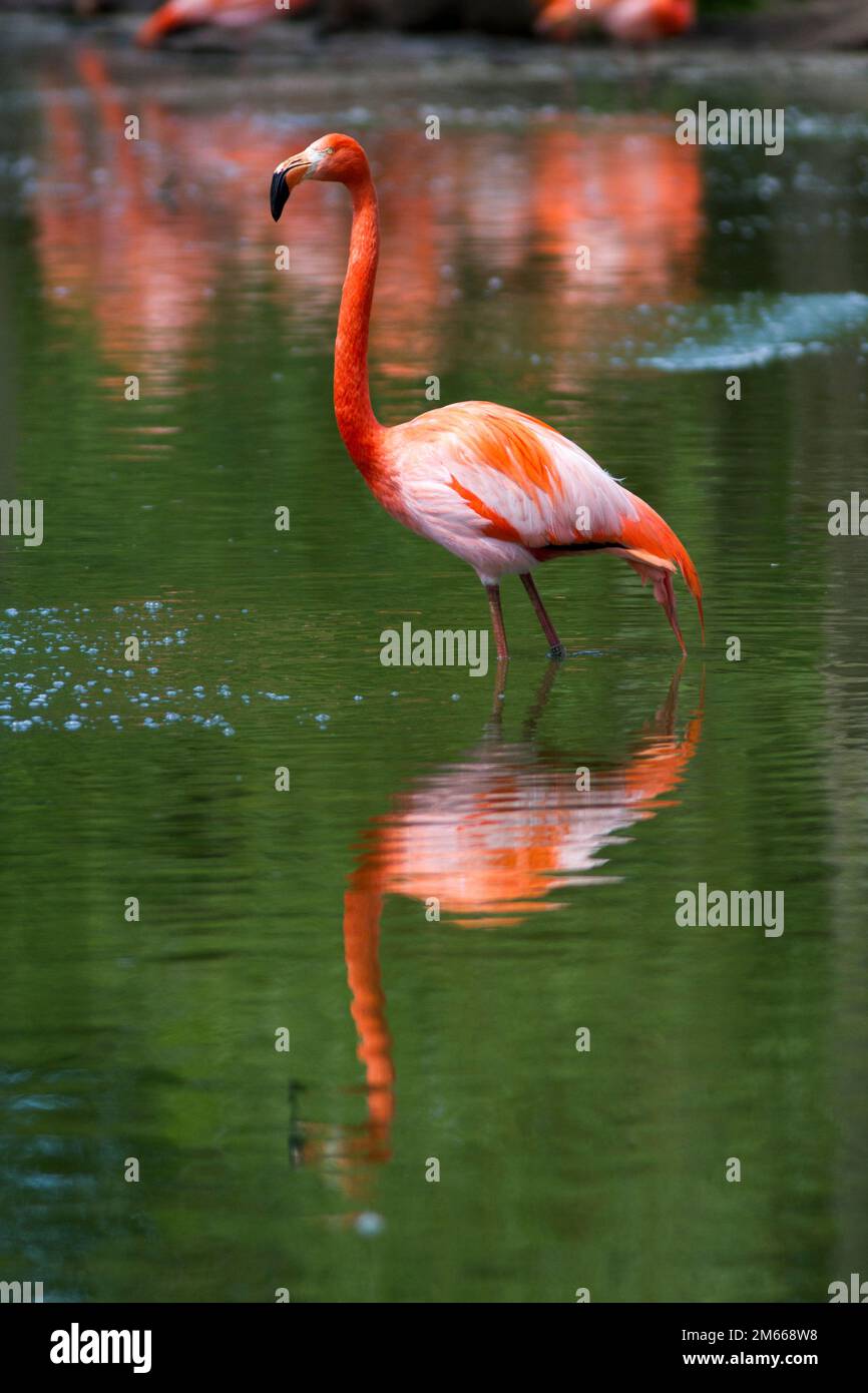Flamingo enclosures hi-res stock photography and images - Alamy