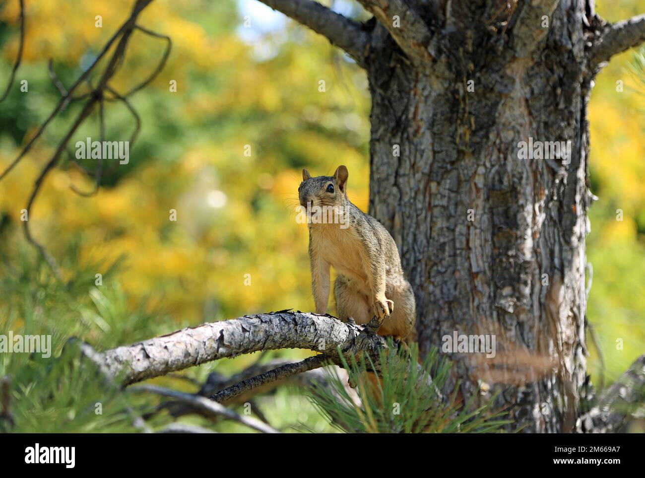 Squirrel tree animal wildlife hi-res stock photography and images - Alamy