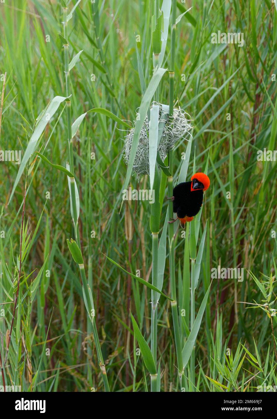 Southern red bishop (Euplectes orix, breeding male) at its nest at ...