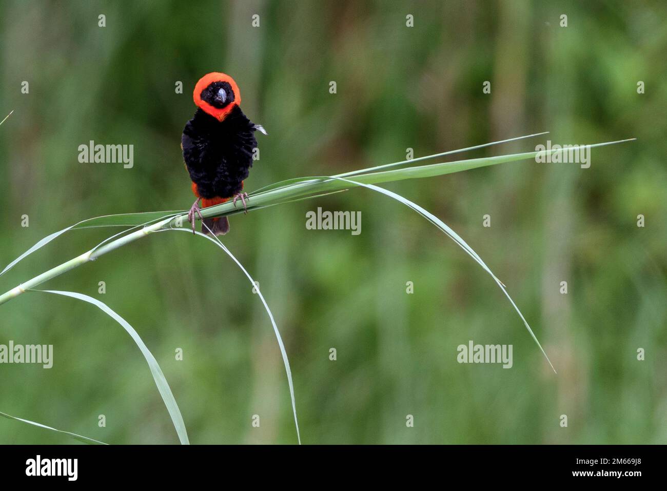 Southern red bishop (Euplectes orix) at Lower Sabie, Kruger NP, South ...