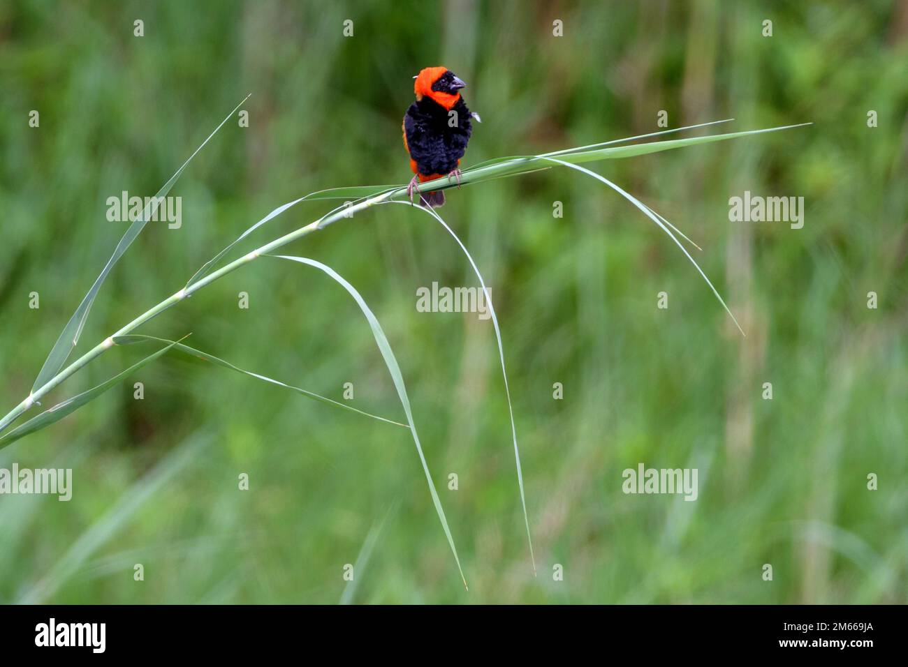 Southern red bishop (Euplectes orix) at Lower Sabie, Kruger NP, South ...
