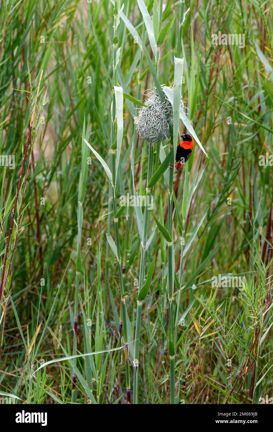 Southern red bishop (Euplectes orix) at its nest at Lower Sabie, Kruger ...