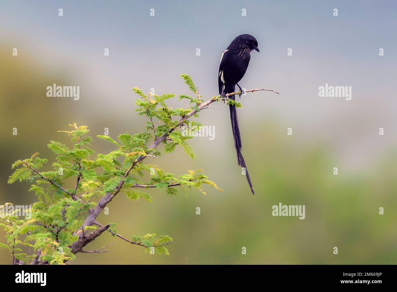 Magpie shrike (Corvinella melanoleucus) from Lower Sabie, Kruger NP, South Africa Stock Photo ...