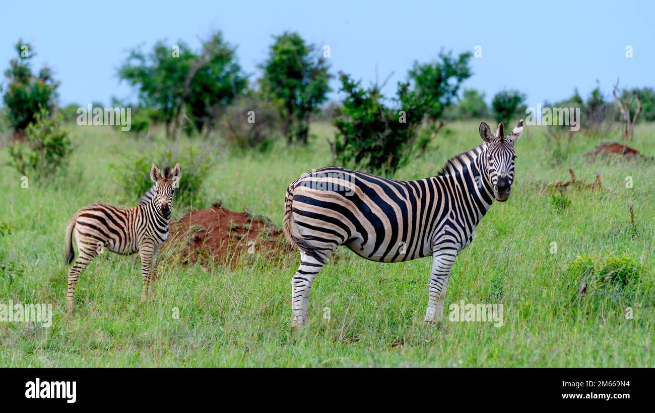 Mother and young plains zebra (Equus quagga) at Lower Sabie, Kruger NP ...