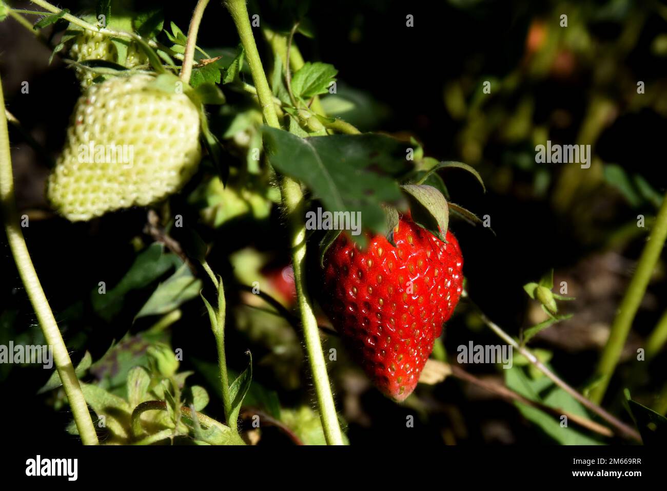 Wonderful colors in garden hi-res stock photography and images - Alamy