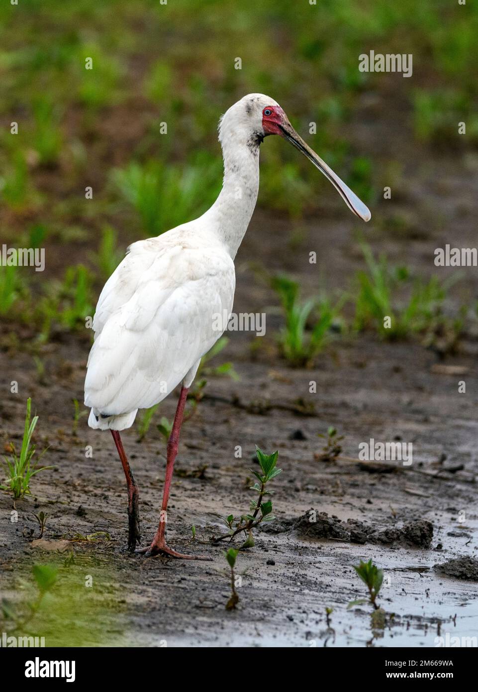 African Spoonbill (Platalea alba) from Sunset Dam, Lower Sabie, South ...