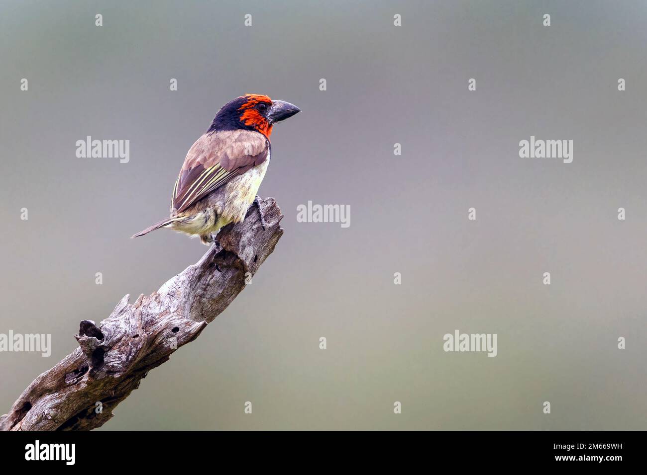 Black-collared barbet (Lybius torquatus) from Lower Sabie, Kruger NP ...