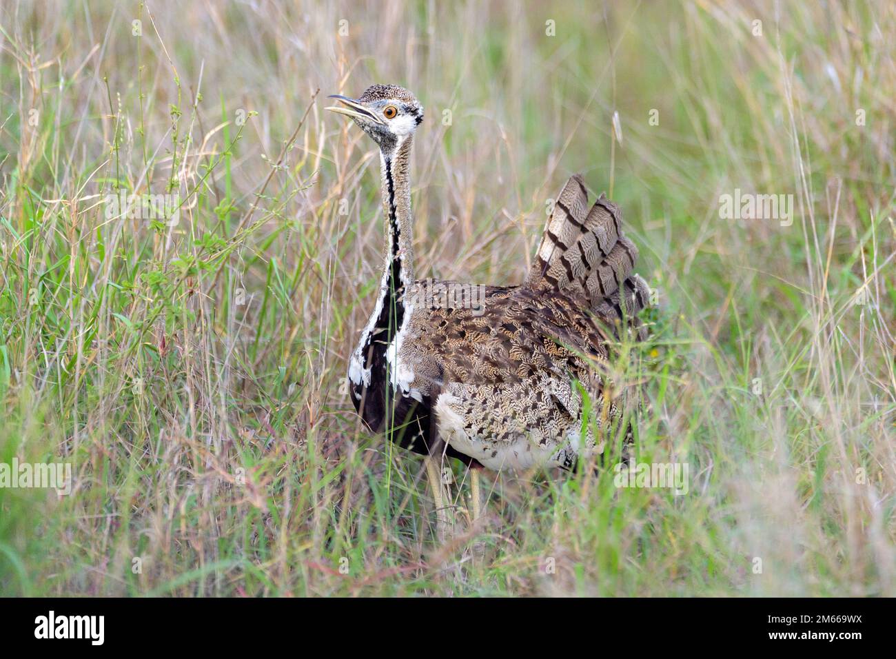 Black-bellied bustard (Lissotis melanogaster, male) from Lower Sabie ...