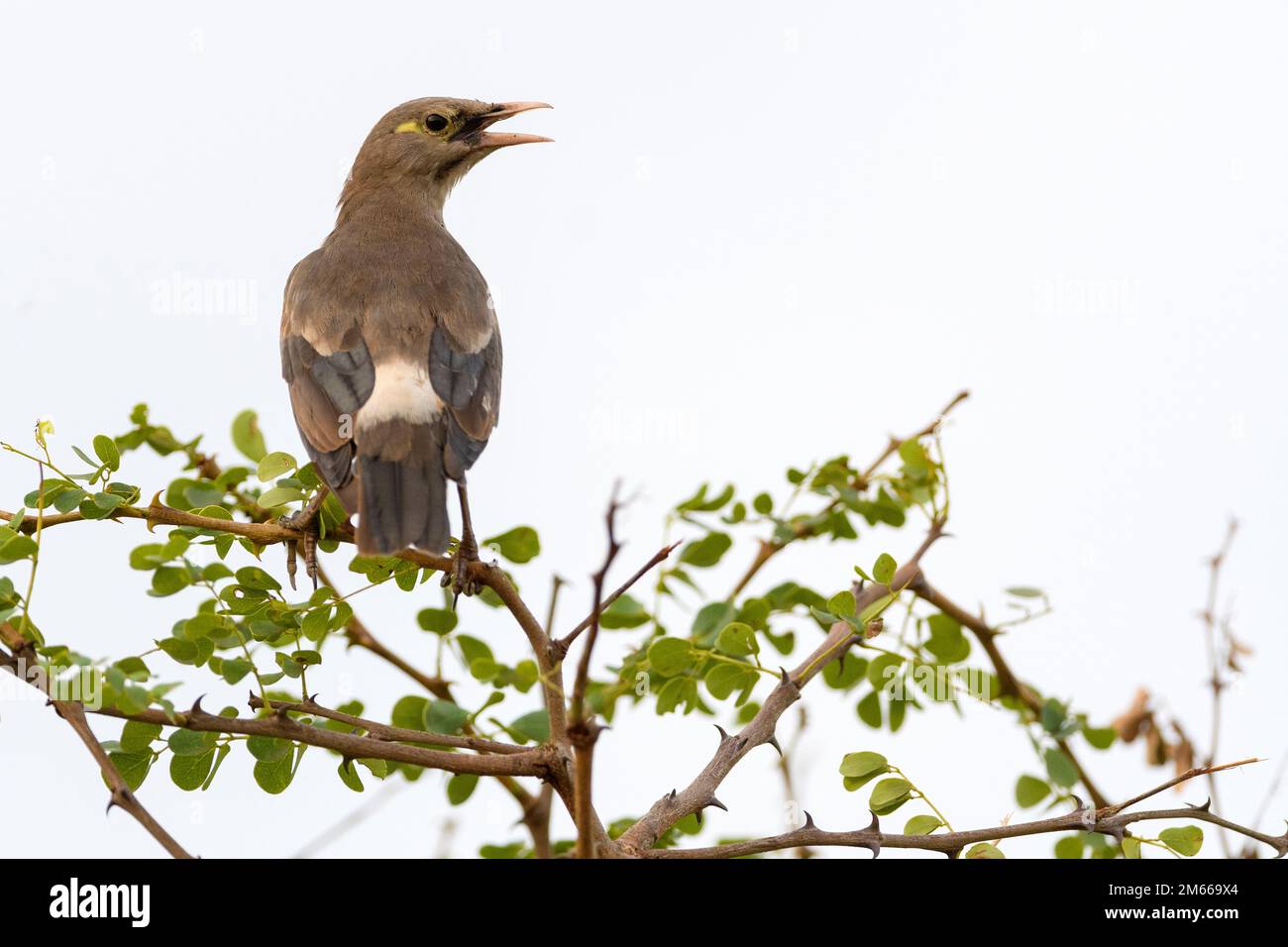 Wattled starling (Creatophora cinerea, non-breeding) from Lower Sabie ...