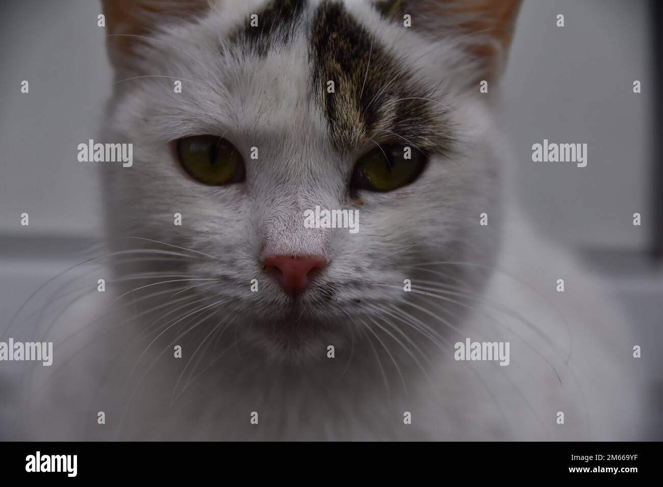 Cat looking into a mirror hi-res stock photography and images - Alamy