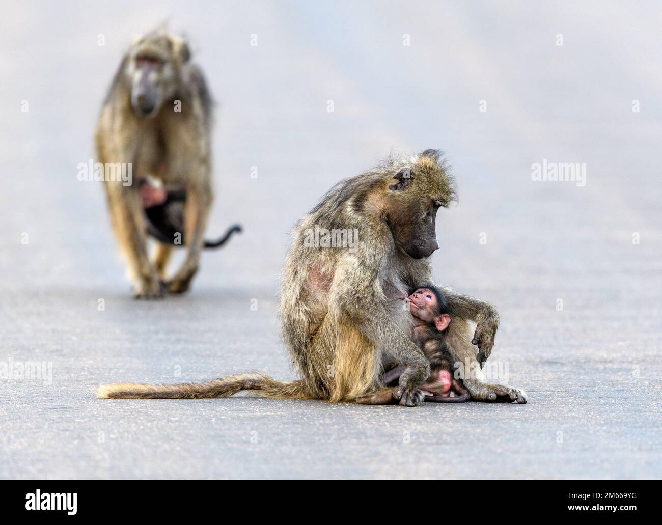 Mother and baby chacma baboons (Papio ursinus) from Lower Sabie, Kruger ...