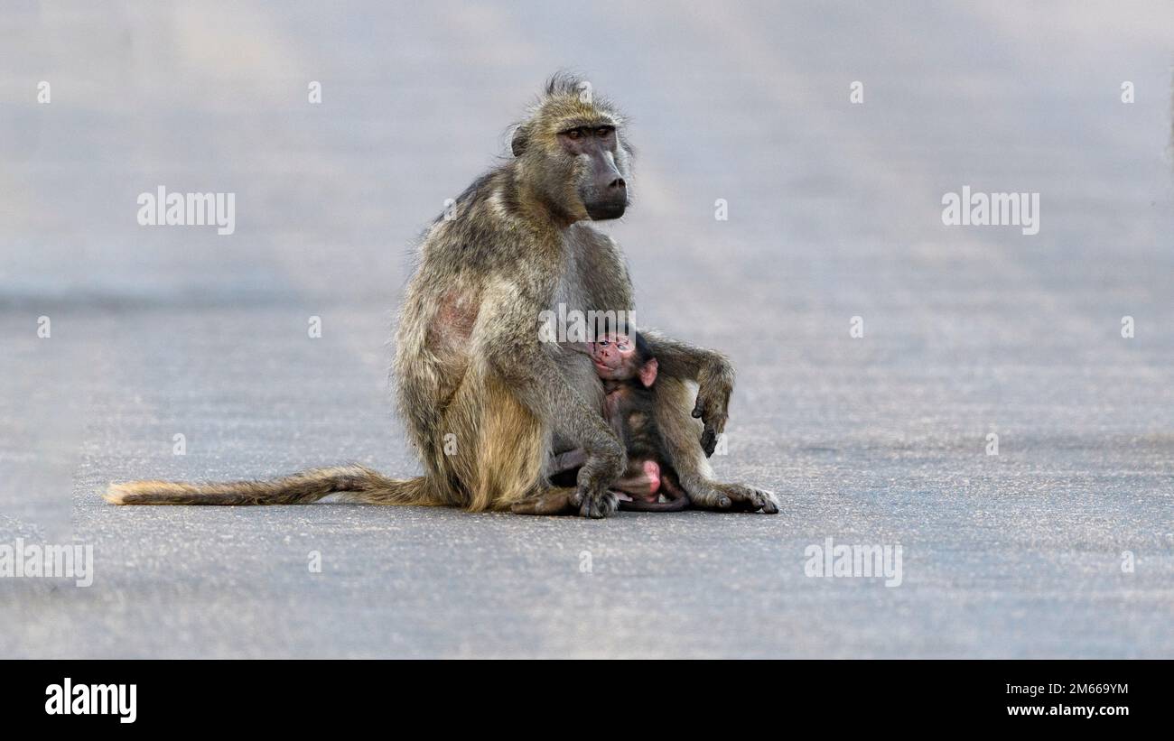 Mother and baby chacma baboons (Papio ursinus) from Lower Sabie, Kruger ...