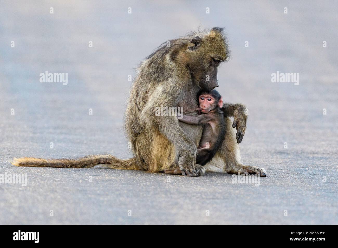 Mother and baby chacma baboons (Papio ursinus) from Lower Sabie, Kruger ...