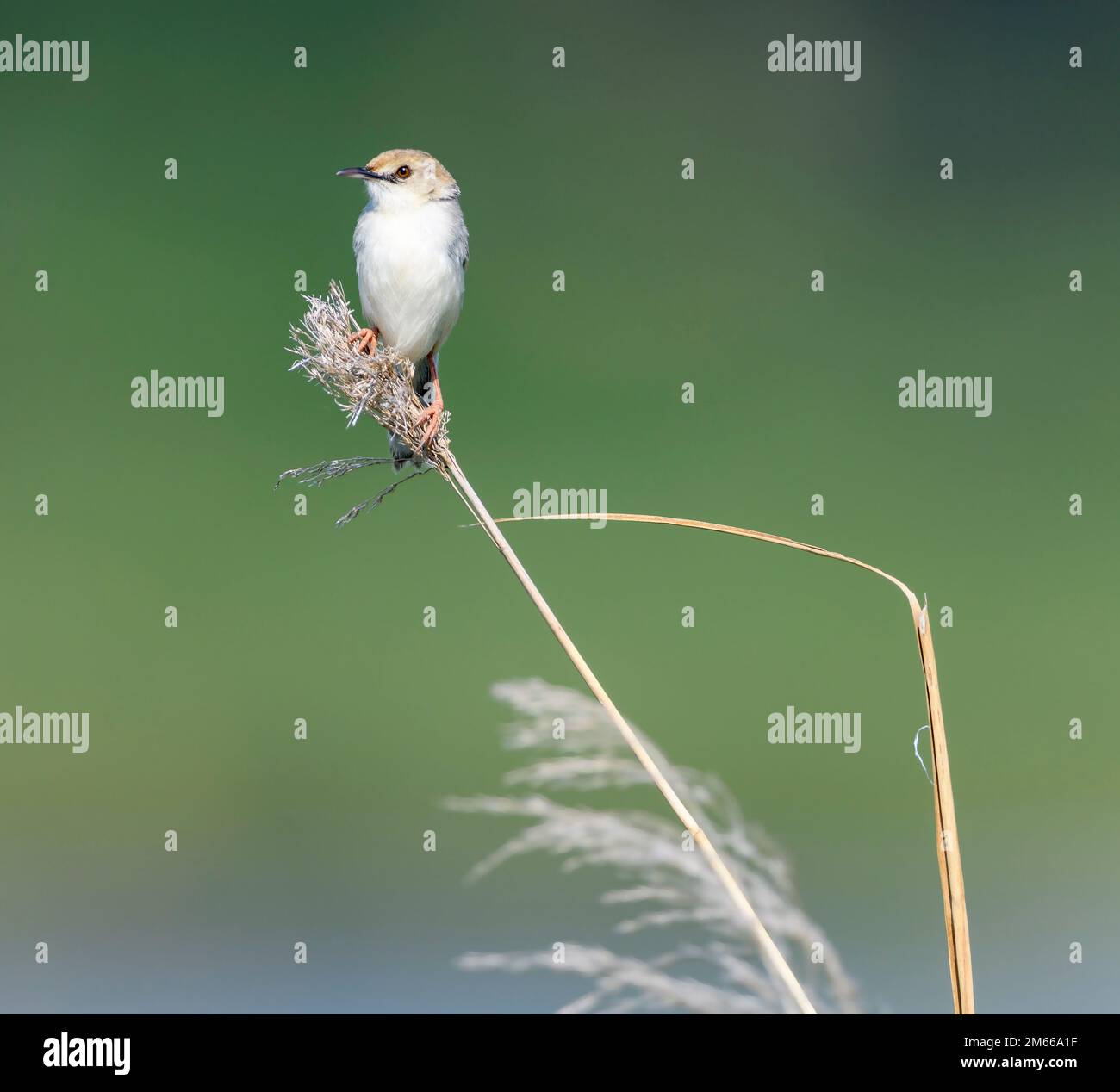 Tawny-flanked prinia (Prinia subflava) from Lower Sabie, Kruger NP ...