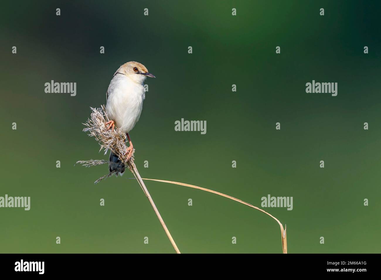 Tawny-flanked prinia (Prinia subflava) from Lower Sabie, Kruger NP ...