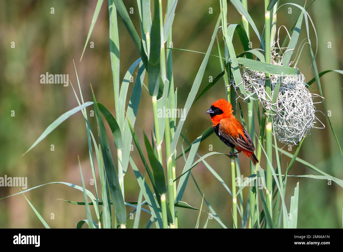 Southern red bishop (Euplectes orix, breeding male) at its nest at ...