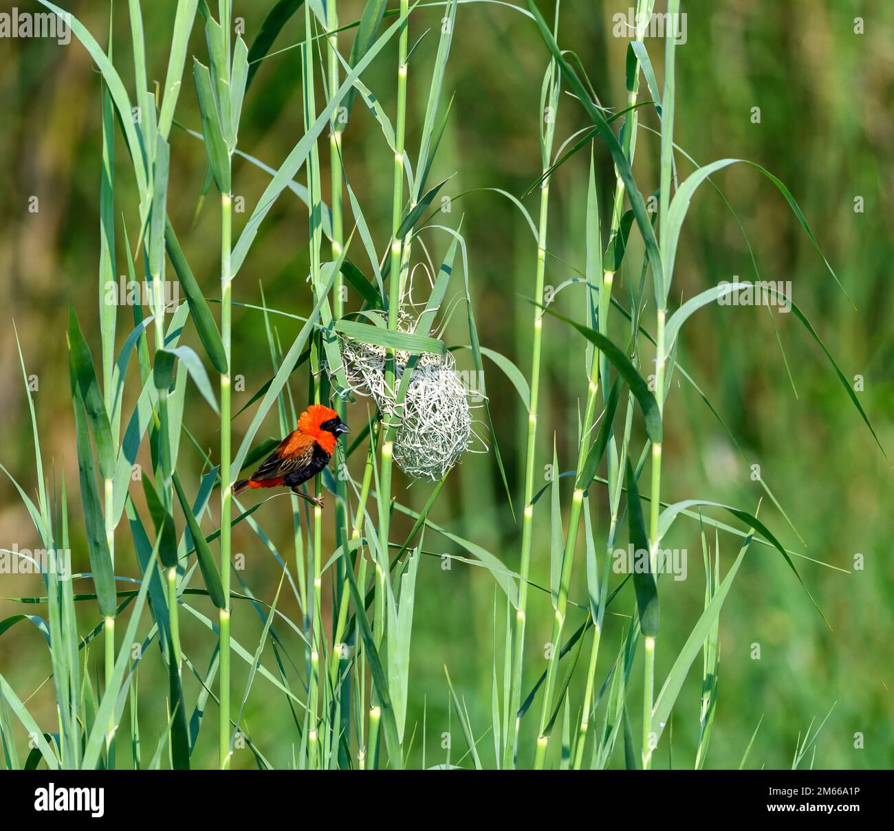 Southern red bishop (Euplectes orix, breeding male) at its nest at ...
