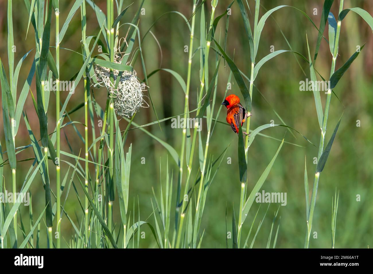 Southern red bishop (Euplectes orix, breeding male) at its nest at ...