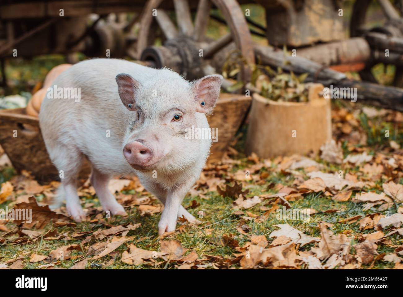a white mini pig sits in a wicker basket. Autumn photo Stock Photo - Alamy