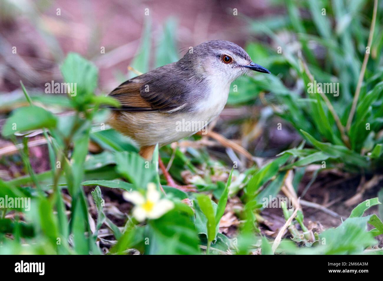 Tawny-flanked prinia (Prinia subflava) from Lower Sabie, Kruger NP ...