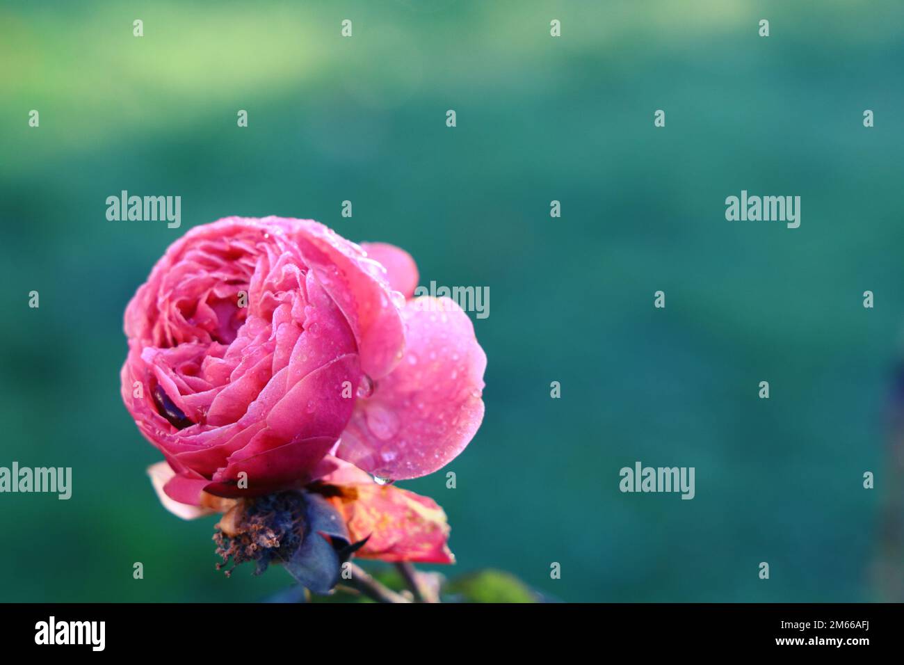 Morning with rose hi-res stock photography and images - Alamy