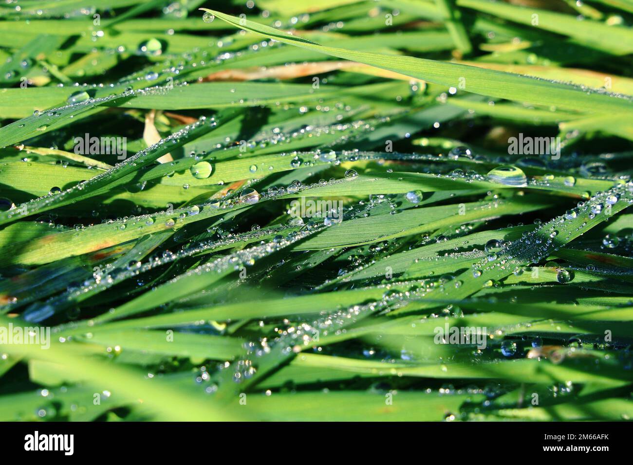 Water droplet on Gras Stock Photo - Alamy
