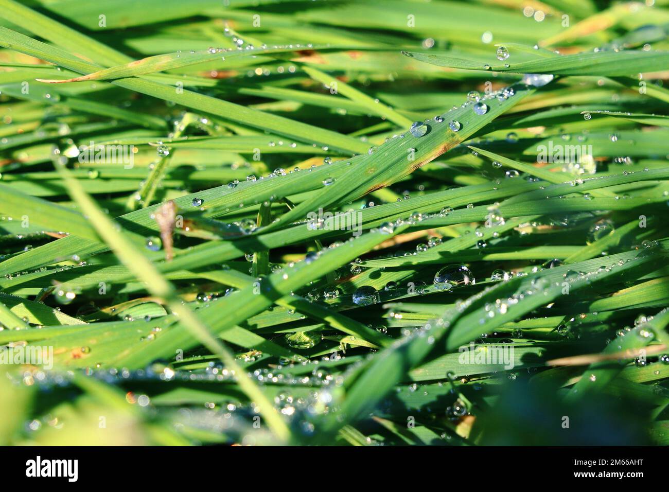 Water droplet on Gras Stock Photo - Alamy