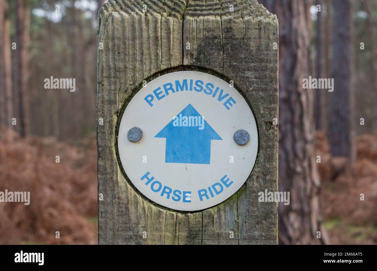 Permissive horse ride hi-res stock photography and images - Alamy