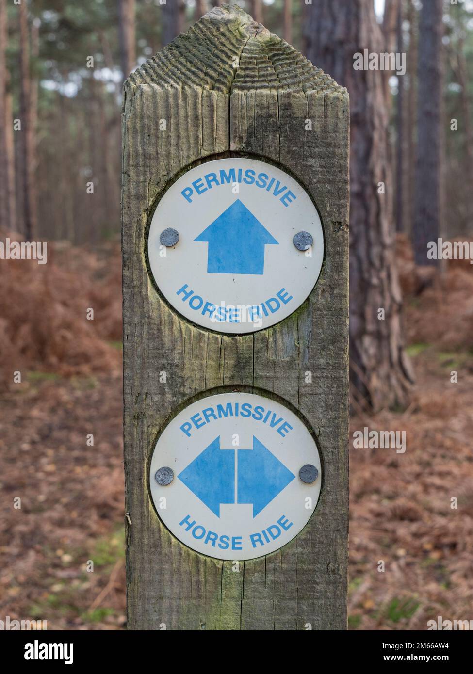 Permissive horse ride hi-res stock photography and images - Alamy