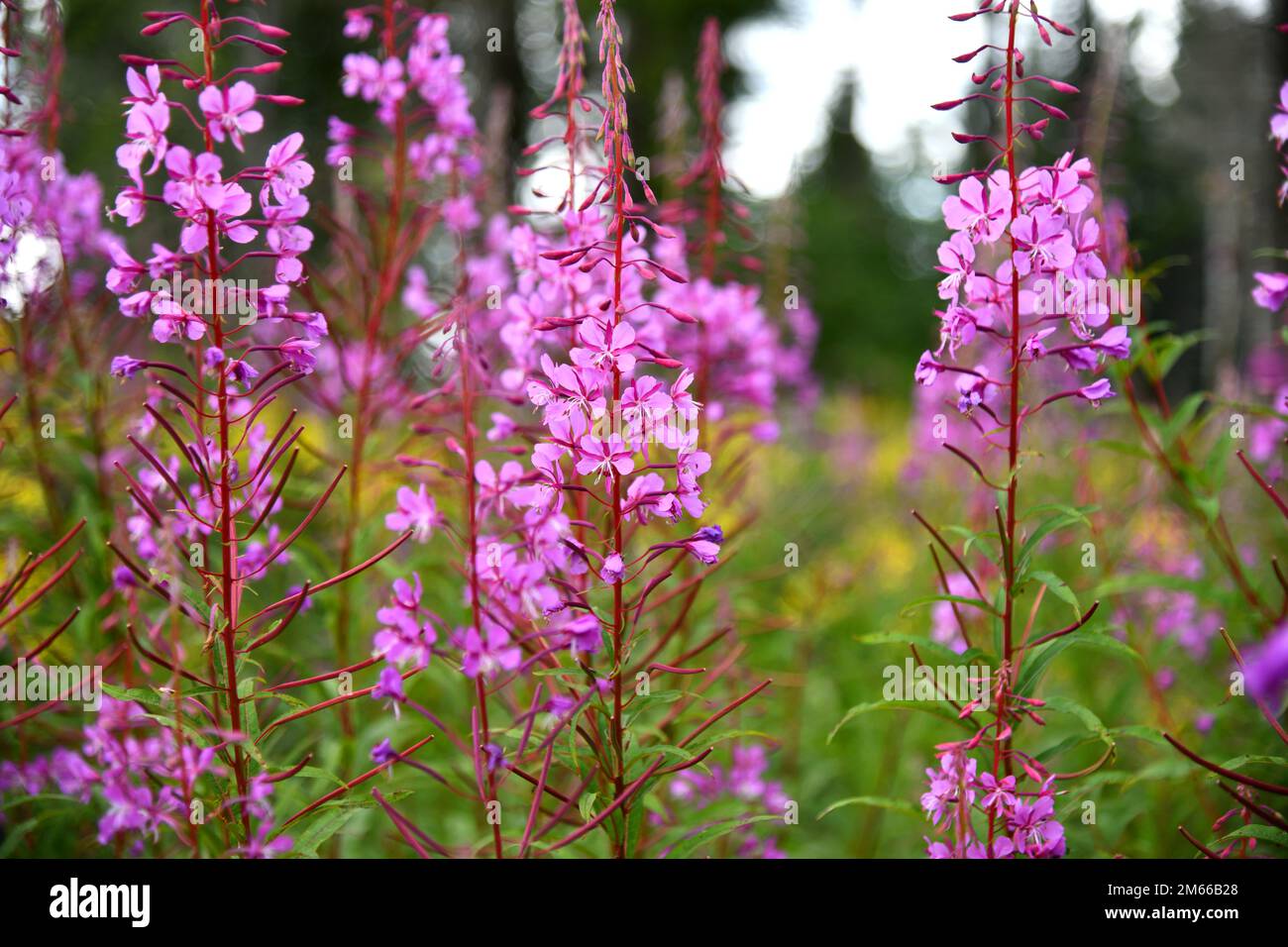 Edge of fores hi-res stock photography and images - Alamy