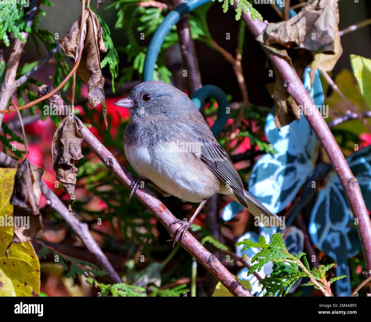 Junco close-up profile view perched with a foliage background in its ...