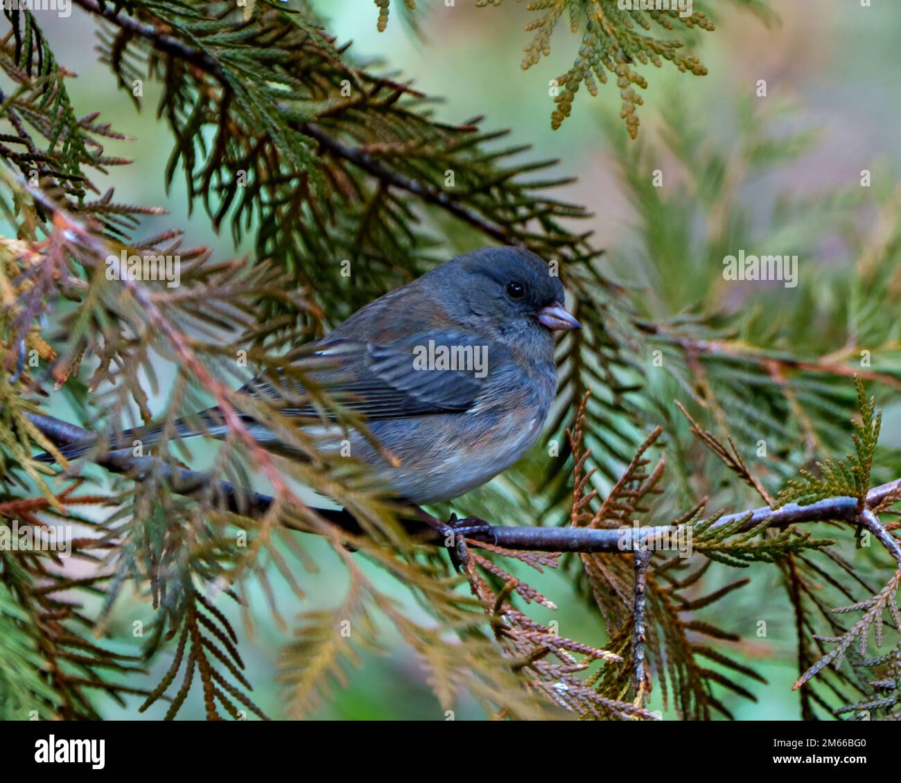 Junco close-up profile side view perched with a coniferous forest ...