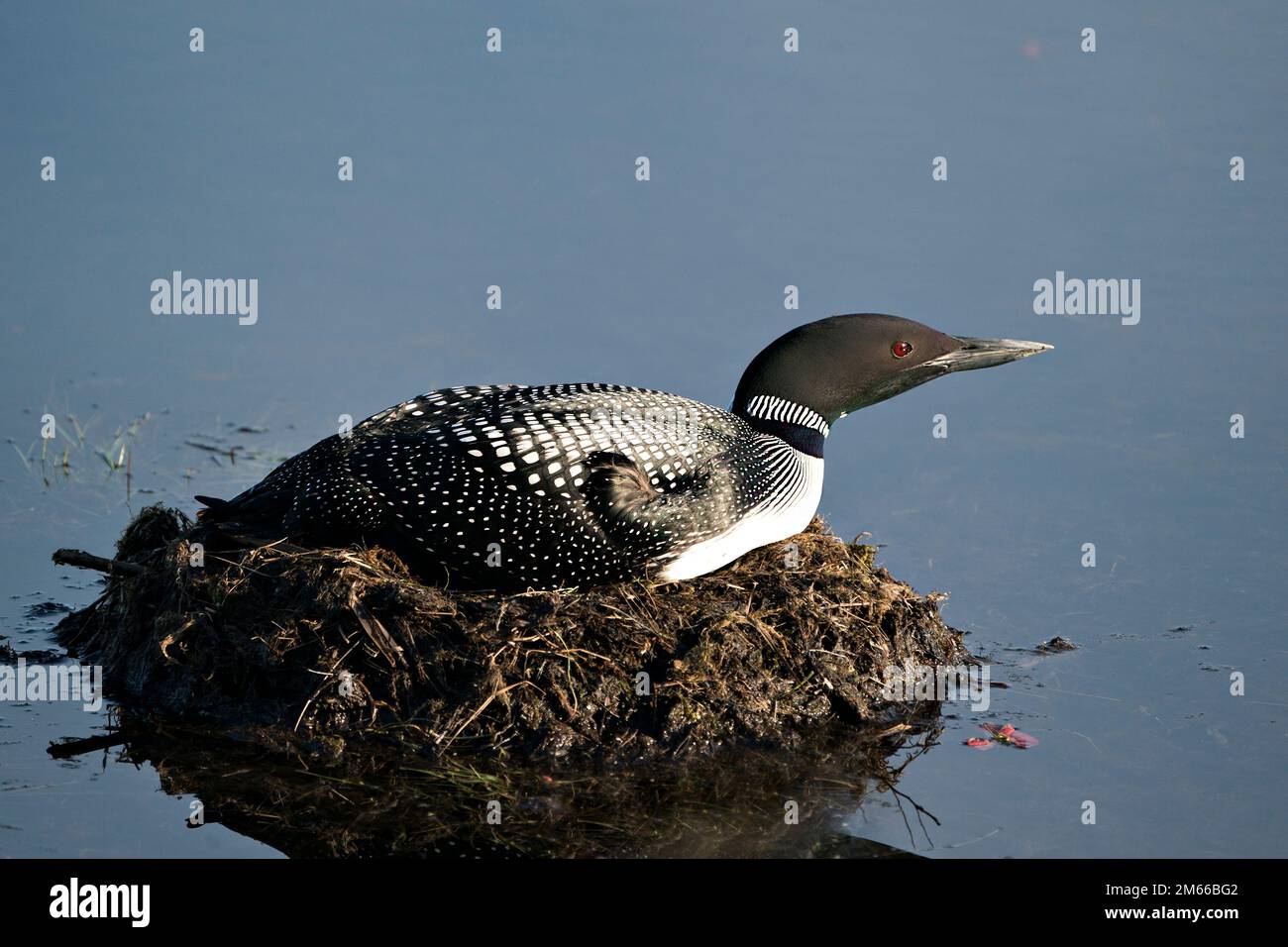 Common Loon on its nest with marsh grasses, mud and water by the lake ...