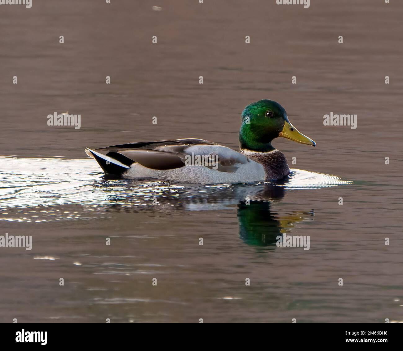 Mallard Duck swimming with a reflection in the water and close-up ...