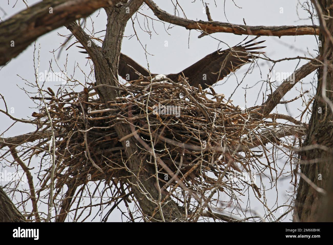 A bald eagle stretches its wings while perched on a nest at Camp ...