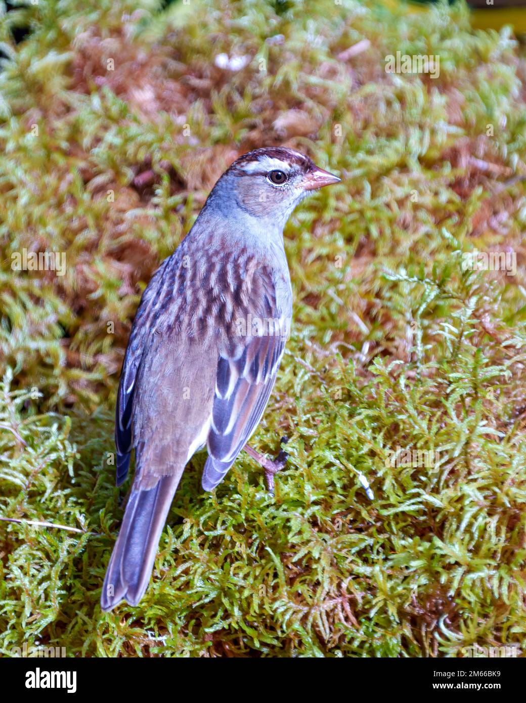 White-crowned Sparrow standing on moss with blur background in its ...