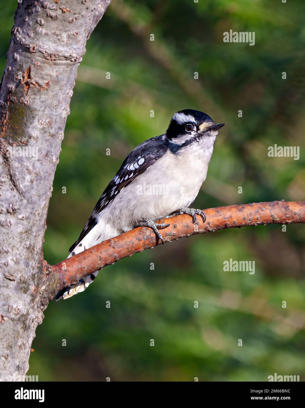 Woodpecker close-up profile view perched on a tree branch with a blur ...