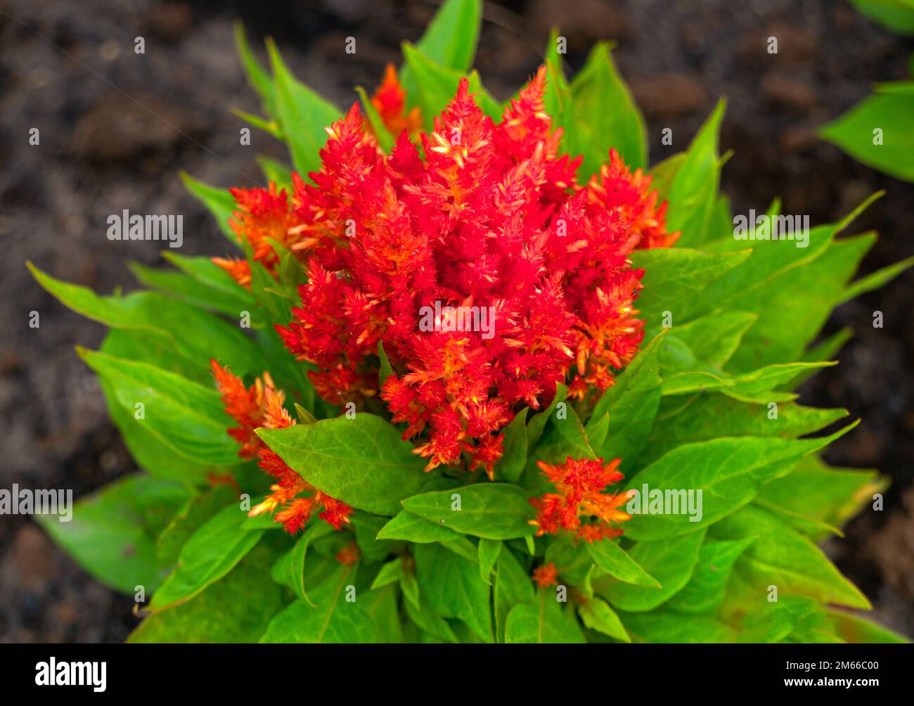 Celosia flowers flower hi-res stock photography and images - Alamy