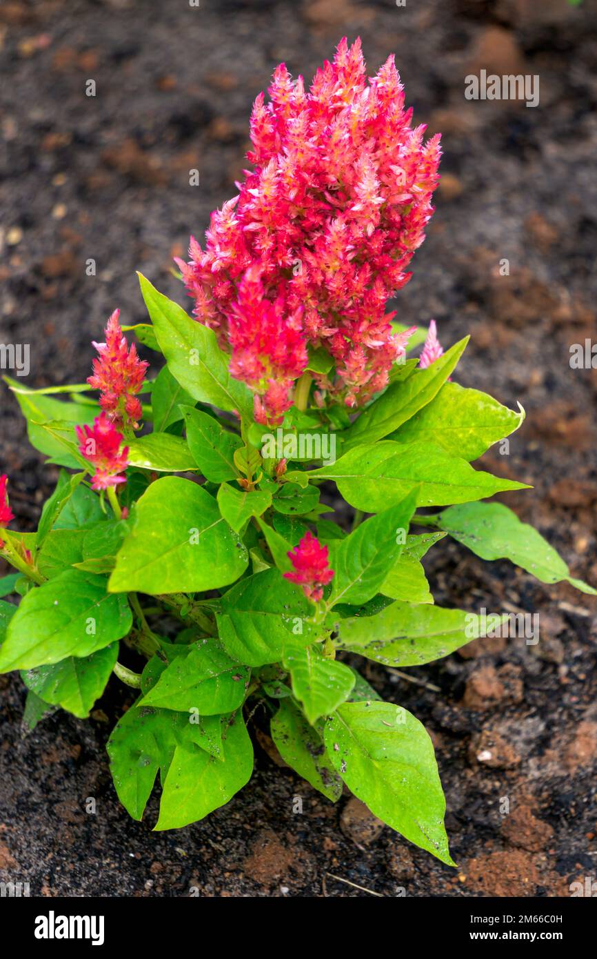 Celosia flowers flower hi-res stock photography and images - Alamy