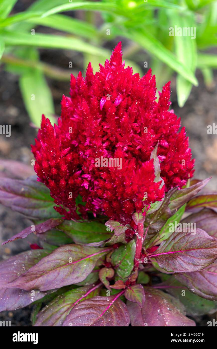 Celosia flowers flower hi-res stock photography and images - Alamy
