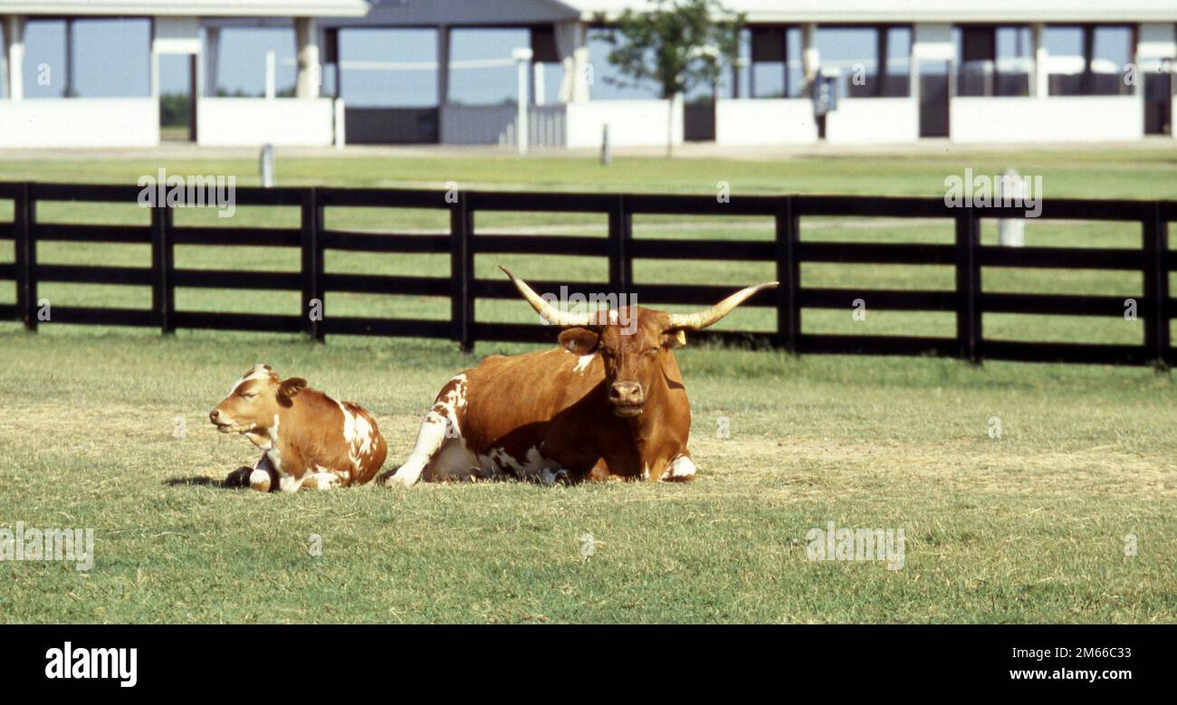 Dallas, Vereinigte Staaten. 02nd Jan, 2023. firo 08.07.1994 archive ...