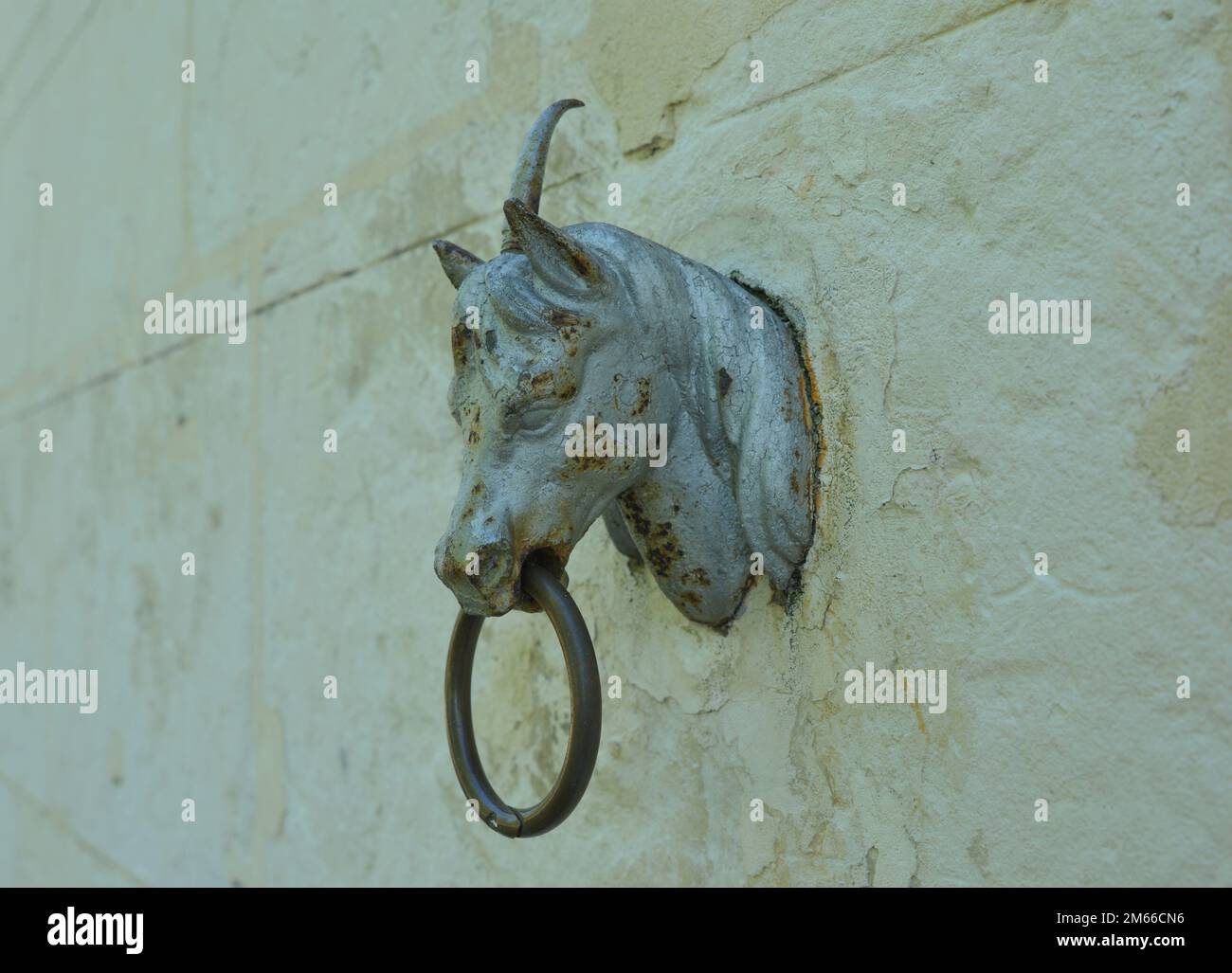 Old rusty head of a horse with a ring on the wall of a stable Stock ...